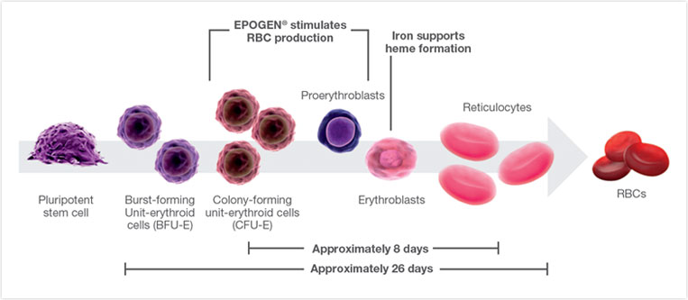 Hypothetical model of the response to EPOGEN ® 6-8